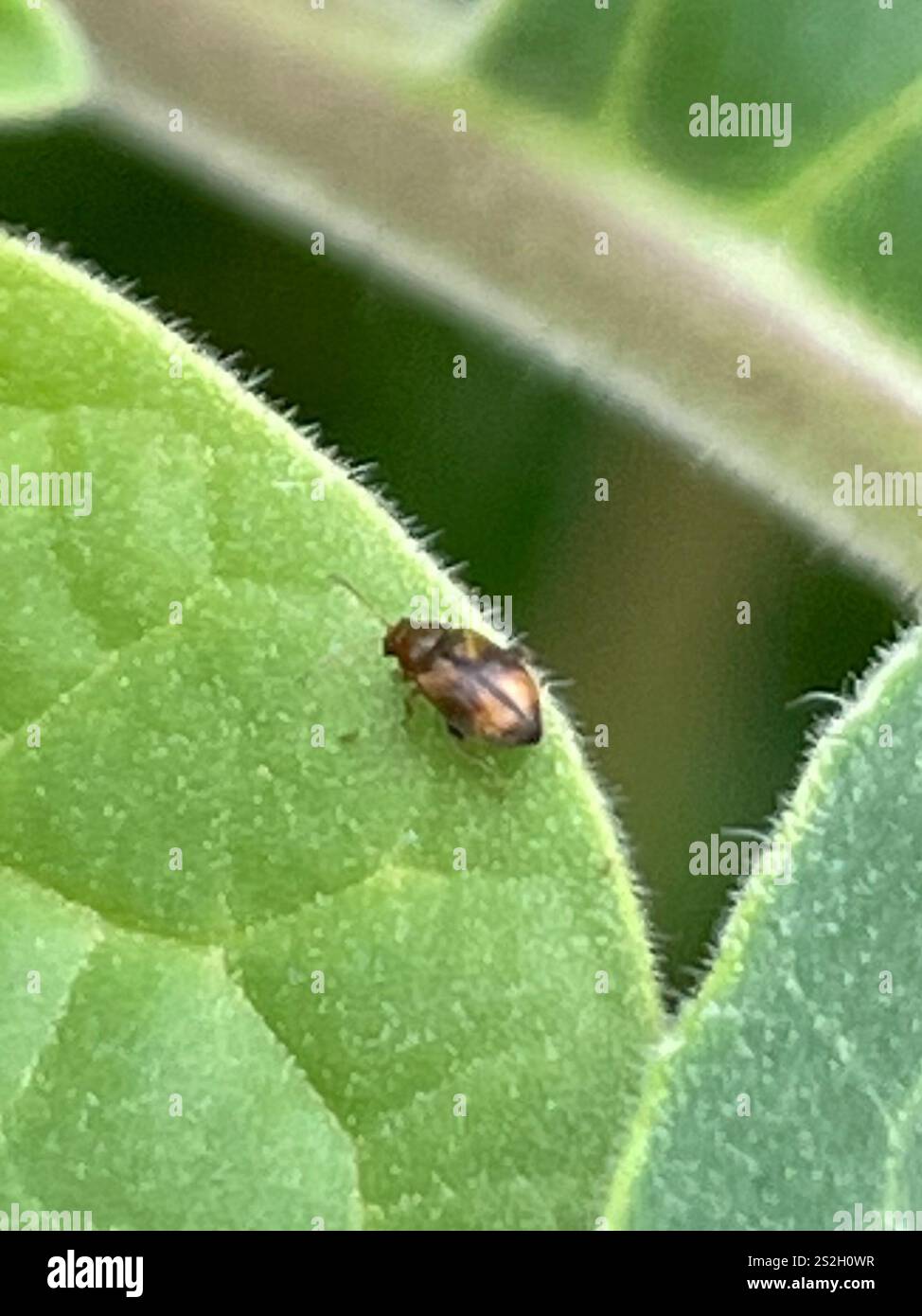 Hairy Flea Beetles (Epitrix Stock Photo - Alamy