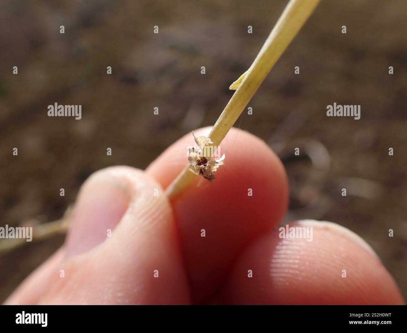 Water Lobelia (Lobelia dortmanna Stock Photo - Alamy