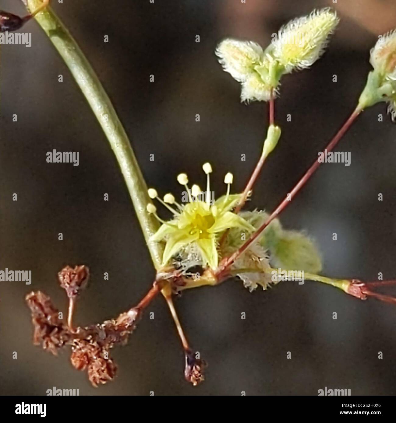 Desert Trumpet (Eriogonum inflatum Stock Photo - Alamy