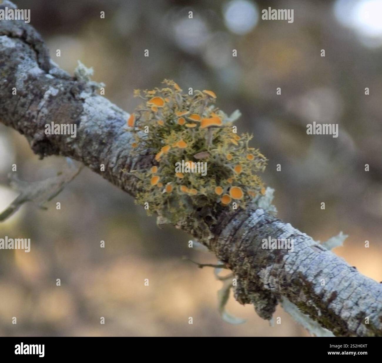 Golden-eye Lichen (Teloschistes chrysophthalmus Stock Photo - Alamy