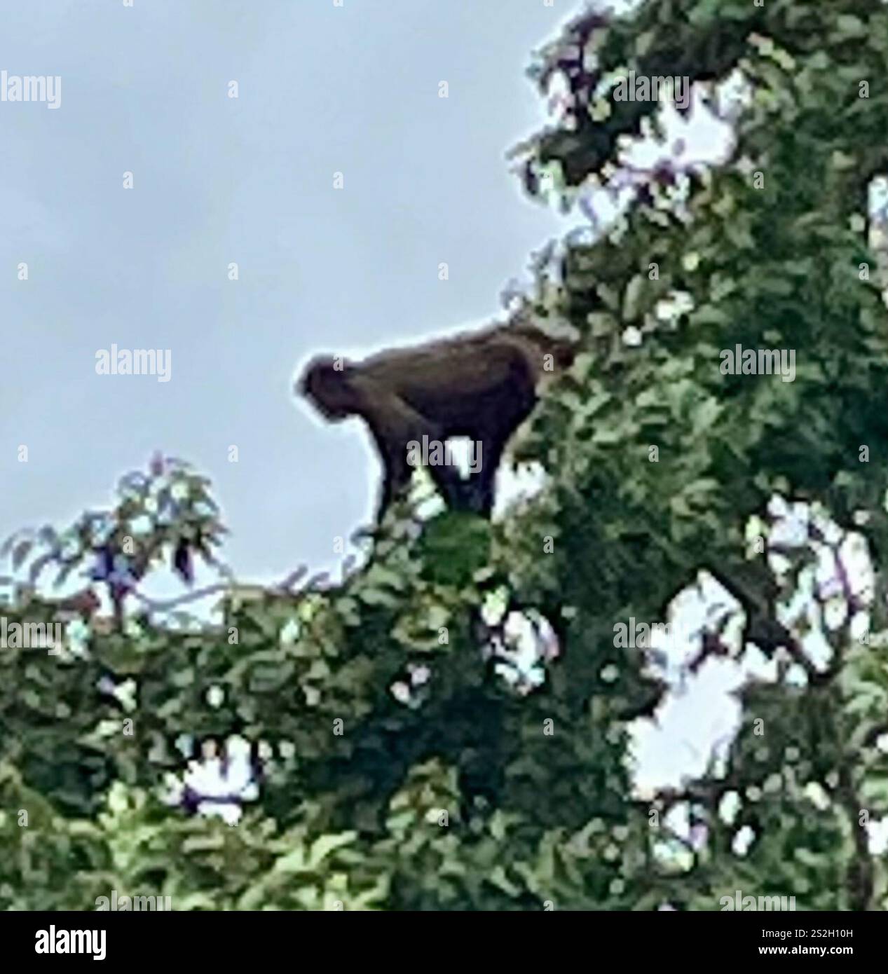 Mantled Howler Monkey (Alouatta palliata Stock Photo - Alamy