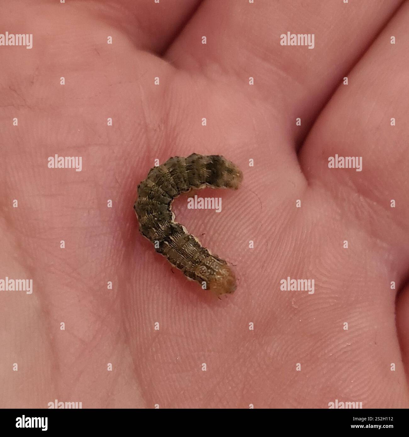 Cotton Bollworm Moth (Helicoverpa armigera Stock Photo - Alamy