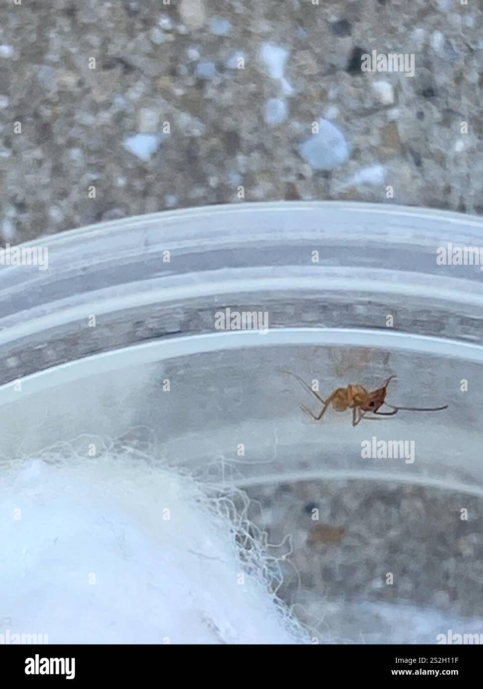 Yellow Pyramid Ant (Dorymyrmex flavus Stock Photo - Alamy