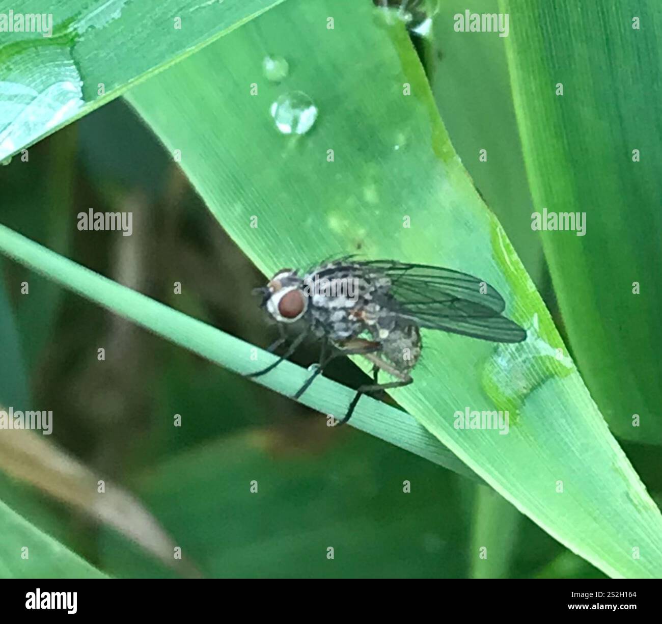 Lesser House Fly (Fannia canicularis Stock Photo - Alamy