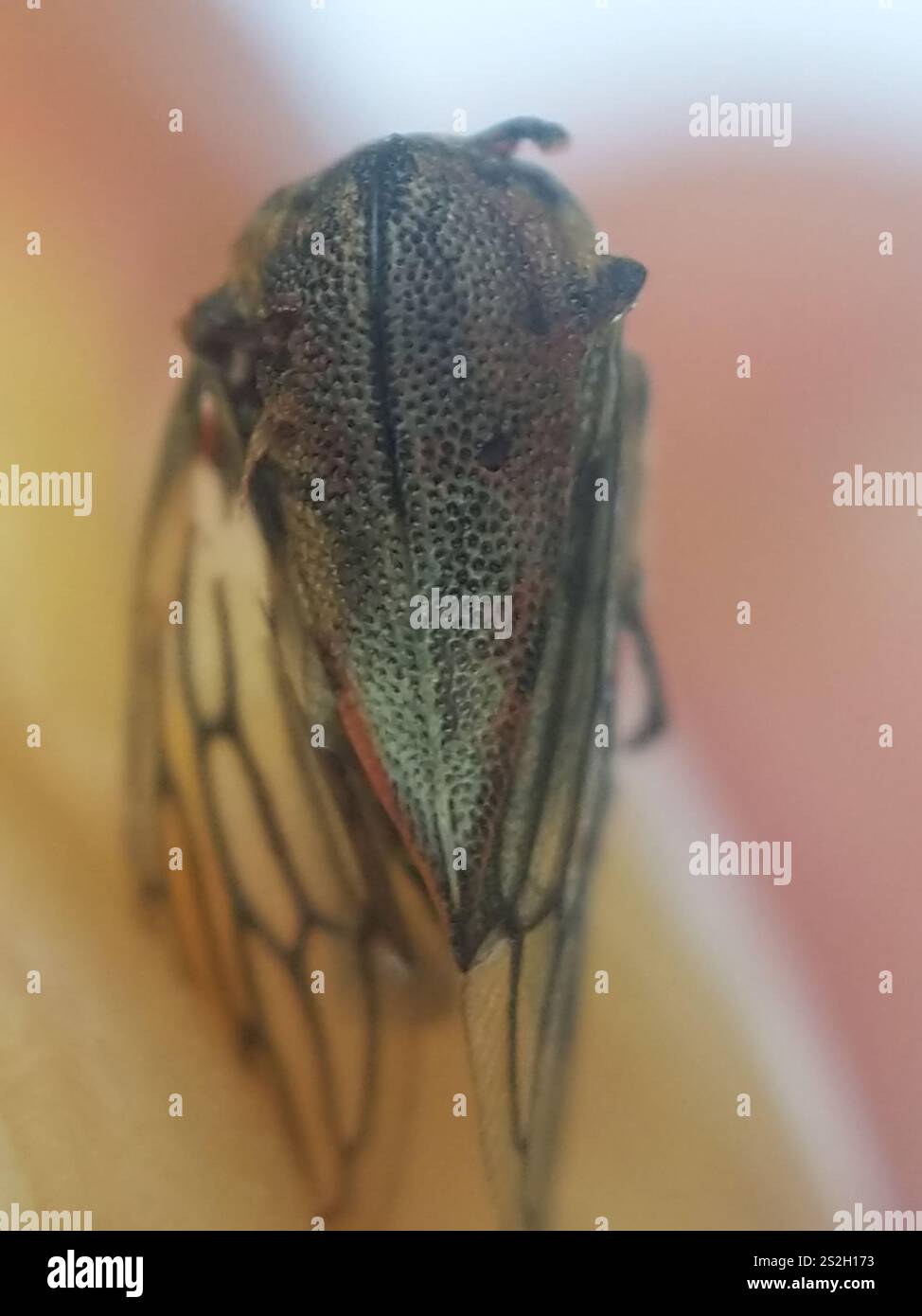 Oak Treehopper (Platycotis vittata Stock Photo - Alamy