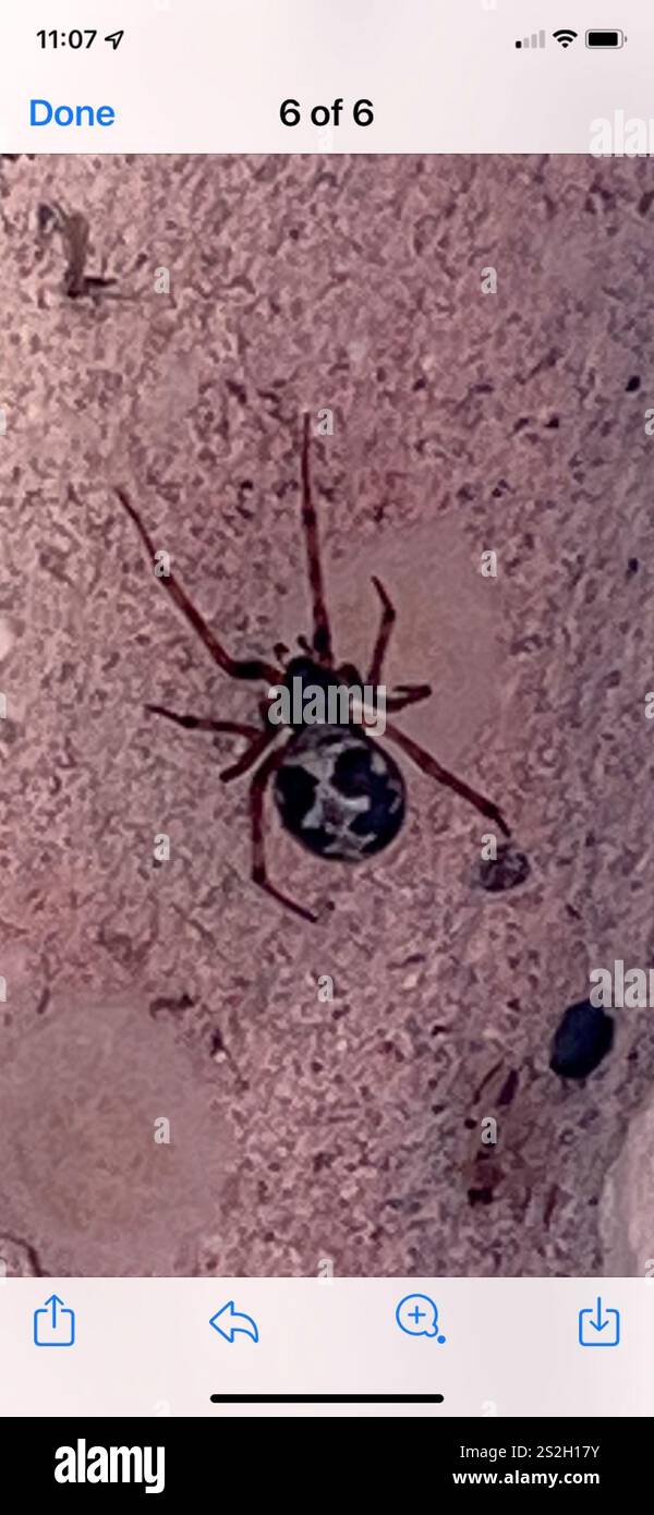 Triangulate Combfoot (Steatoda triangulosa Stock Photo - Alamy