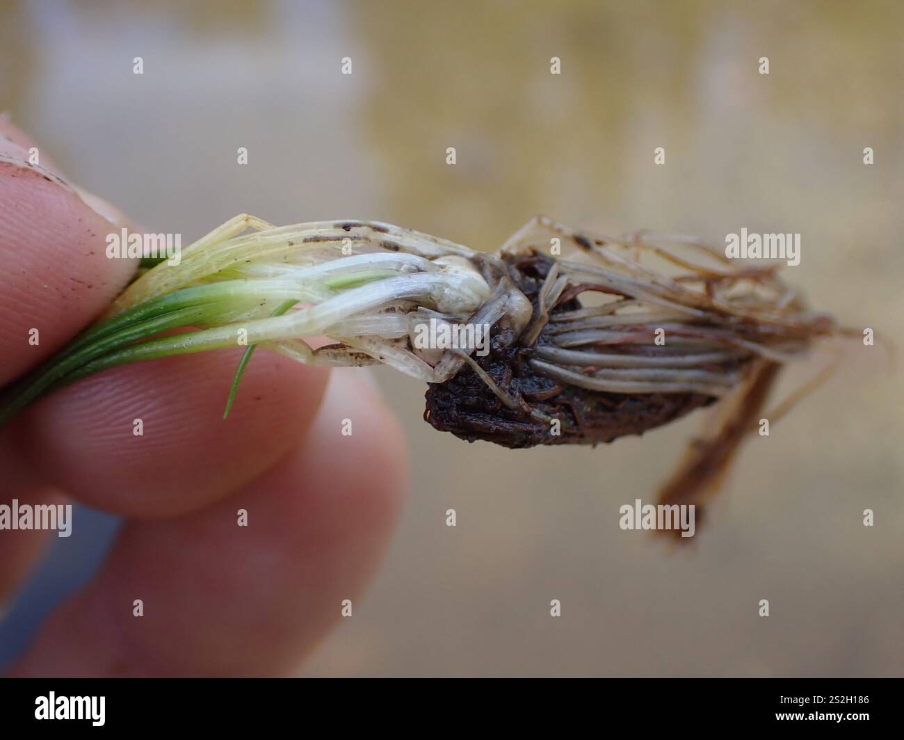 maritime quillwort (Isoetes maritima Stock Photo - Alamy