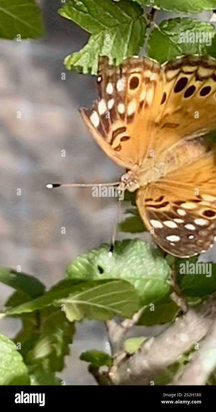 Hackberry Emperor (Asterocampa celtis Stock Photo - Alamy