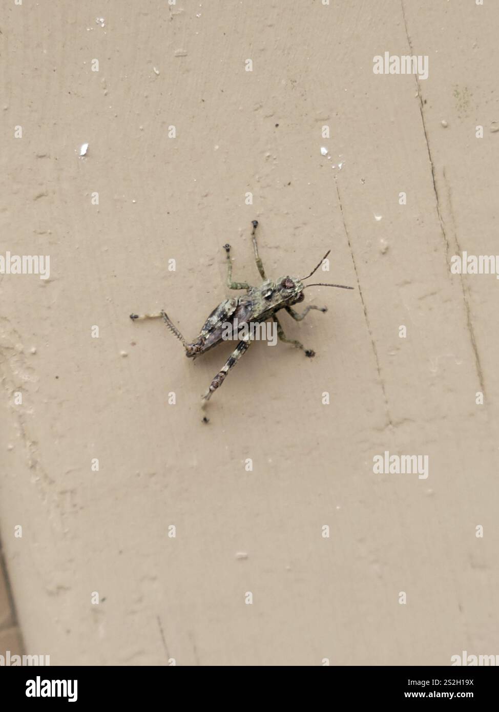 Pine tree Spur-throat Grasshopper (Melanoplus punctulatus Stock Photo ...