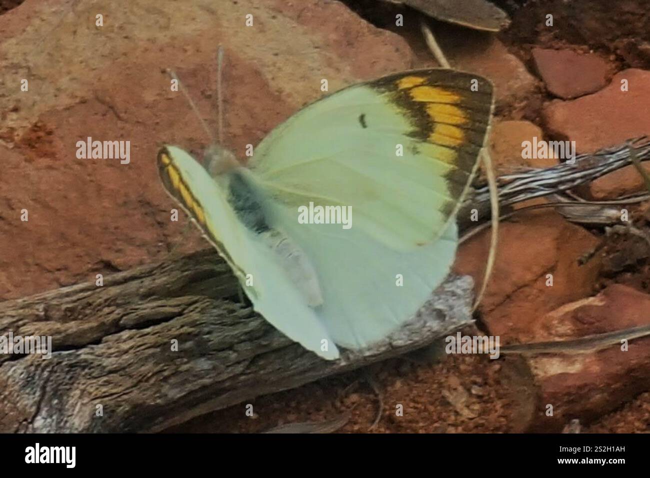 Lemon Traveller (Teracolus subfasciatus Stock Photo - Alamy