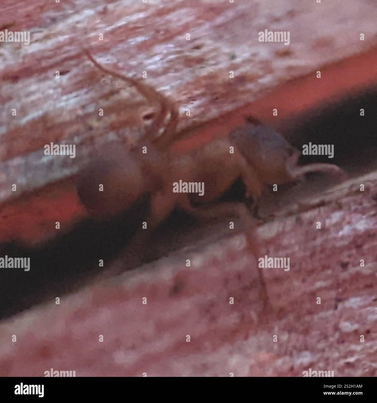 Northern Fungus-farming Ant (Trachymyrmex septentrionalis Stock Photo ...