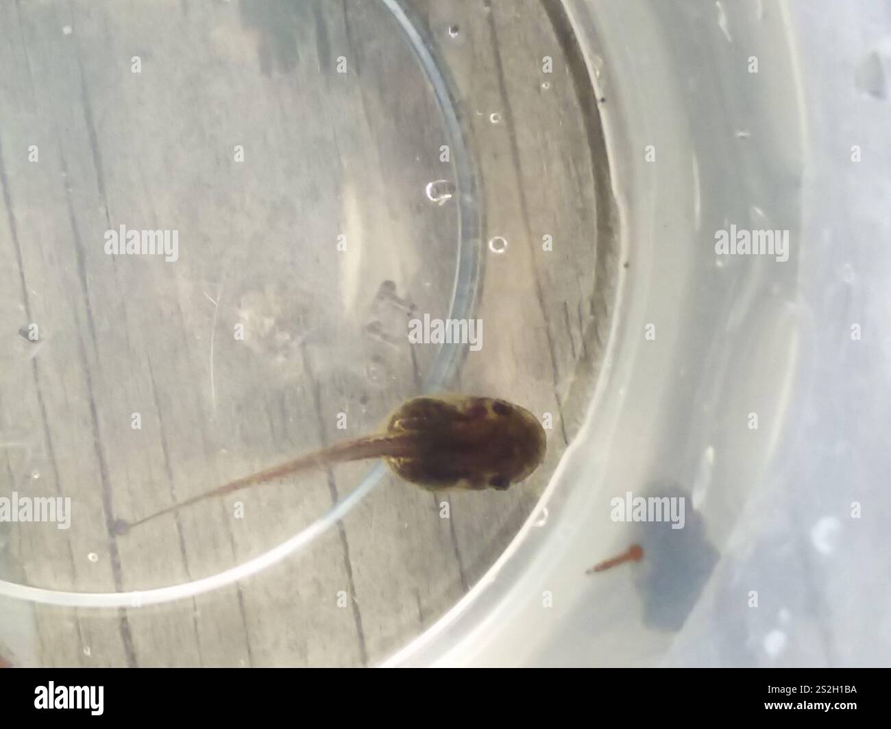 Tree Frogs and Allies (Hylidae Stock Photo - Alamy