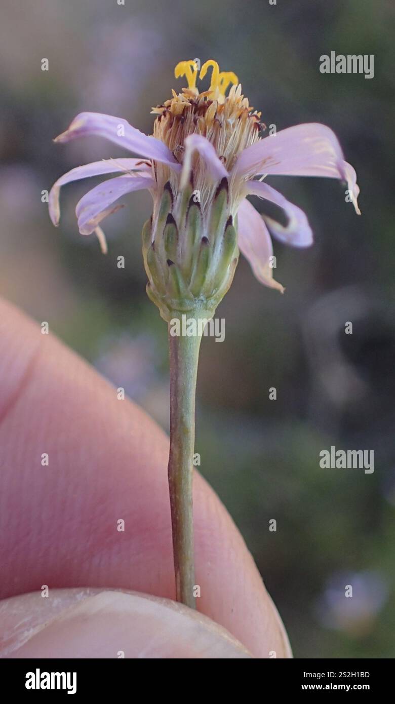 Fine Felicia (Felicia filifolia Stock Photo - Alamy