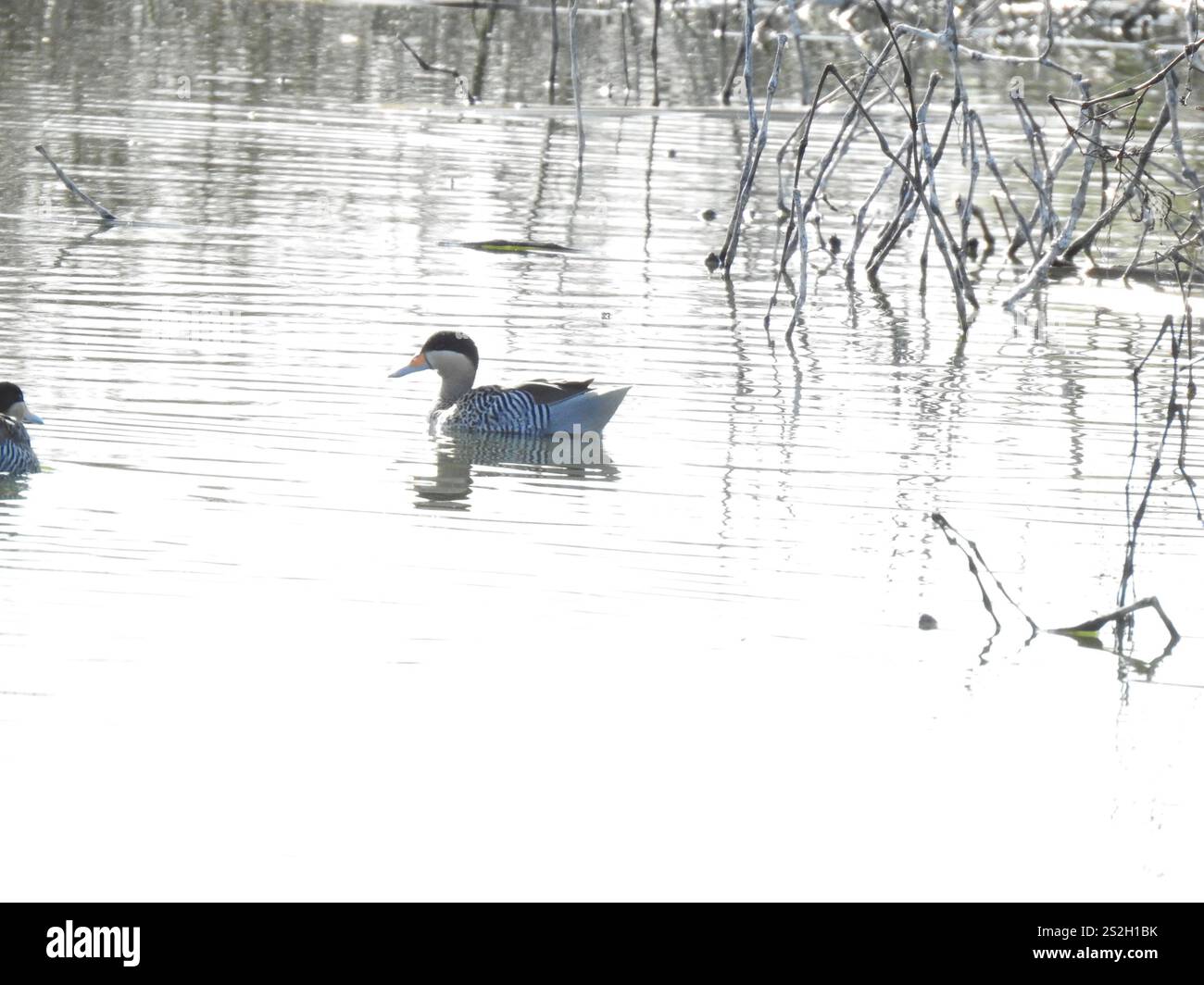 Silver Teal (Spatula versicolor Stock Photo - Alamy