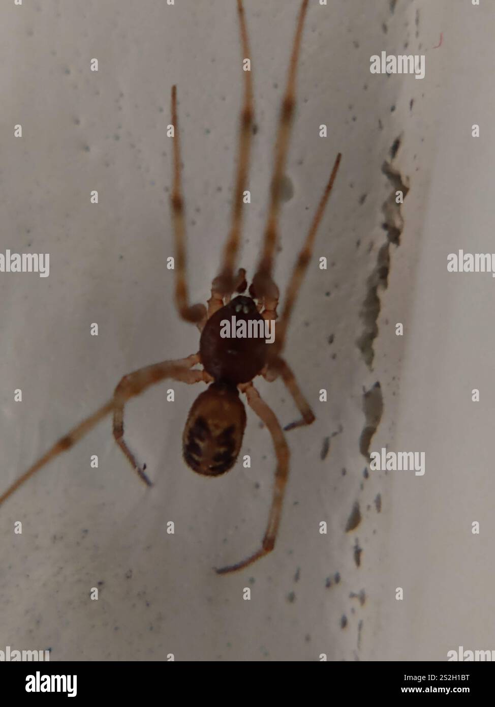 Triangulate Combfoot (Steatoda triangulosa Stock Photo - Alamy