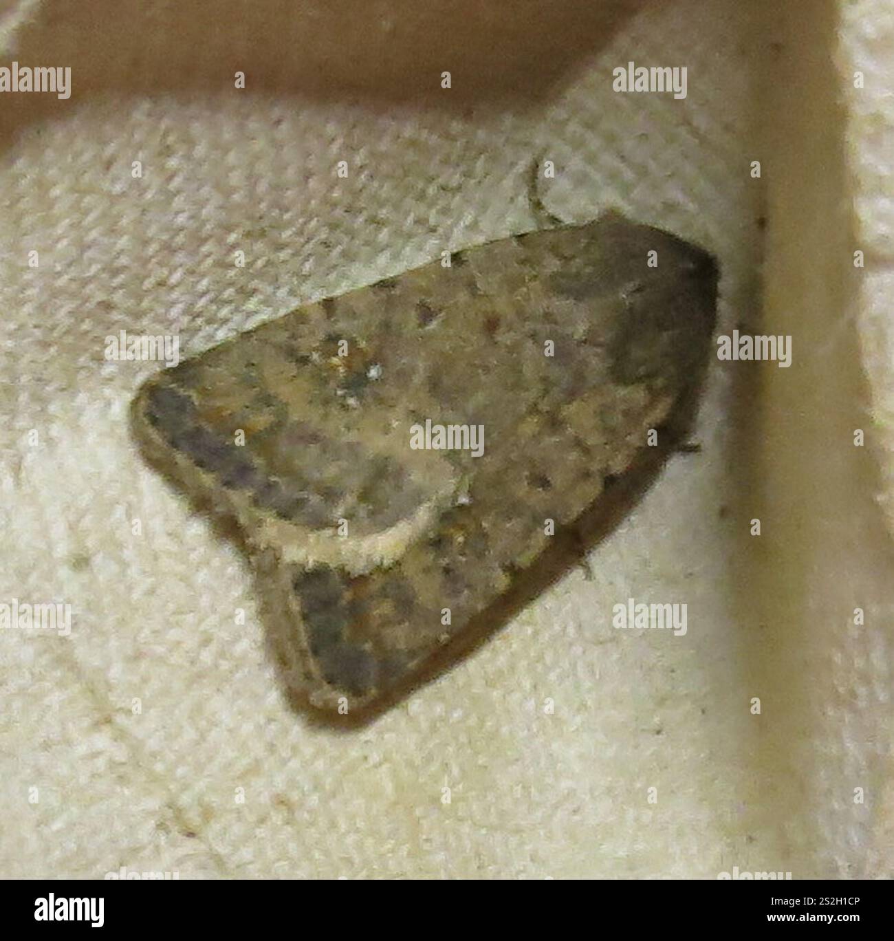 Pale Mottled Willow Moth (Caradrina clavipalpis Stock Photo - Alamy
