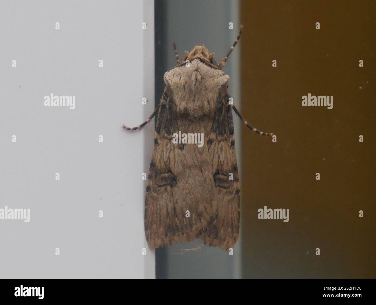 Shuttle-shaped Dart (Agrotis puta Stock Photo - Alamy