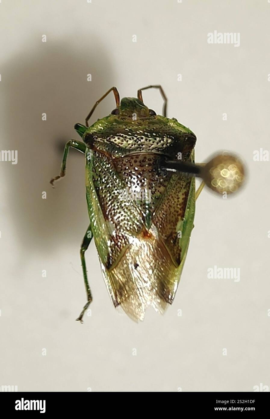 Forest shield bug (Oncacontias vittatus Stock Photo - Alamy