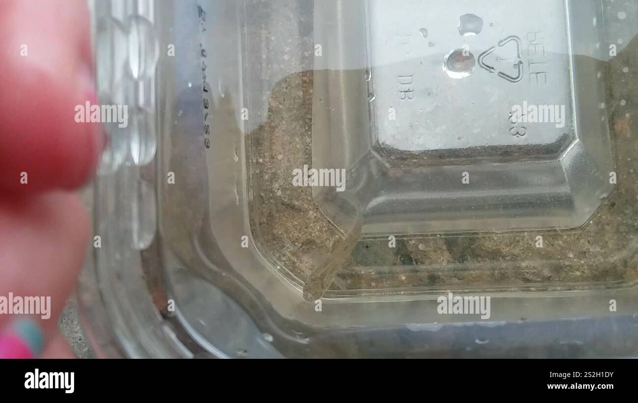 Typical Killifishes (Fundulus Stock Photo - Alamy