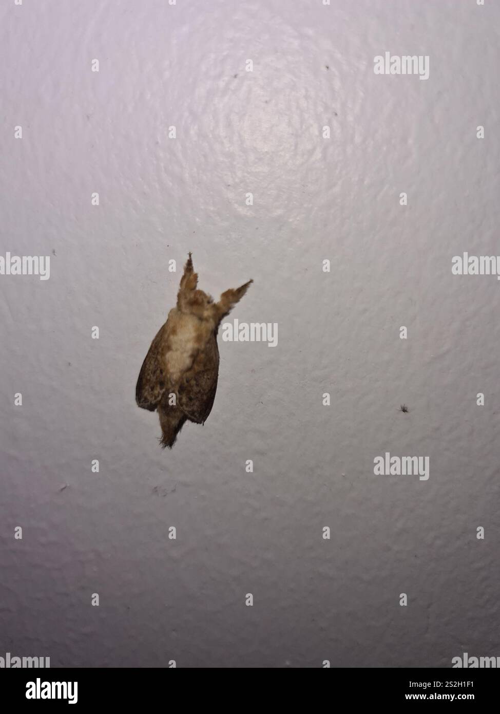 Lappet Moths (Lasiocampidae Stock Photo - Alamy