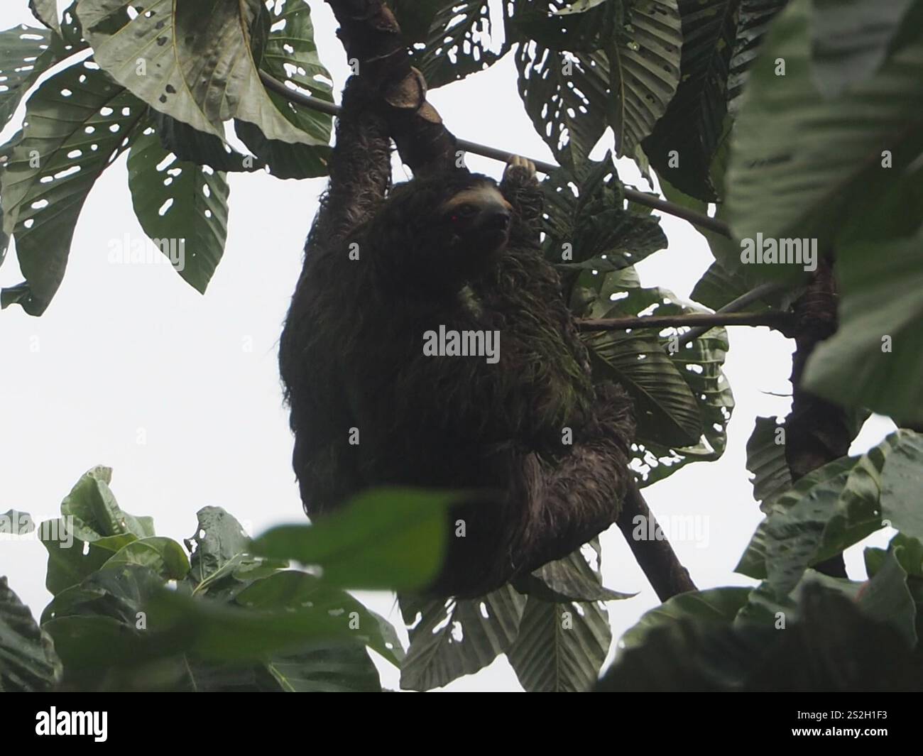 Brown-throated Three-toed Sloth (Bradypus variegatus Stock Photo - Alamy
