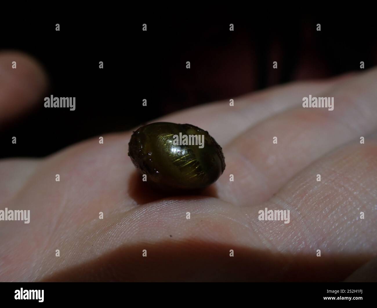 Chameleon Semi-slug (Fastosarion brazieri Stock Photo - Alamy