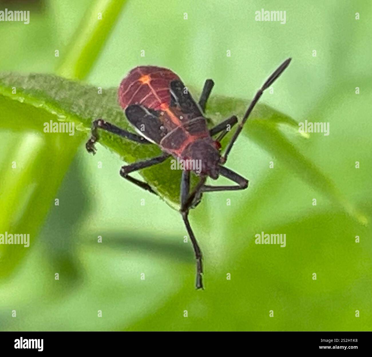 Western Boxelder Bug (Boisea rubrolineata Stock Photo - Alamy