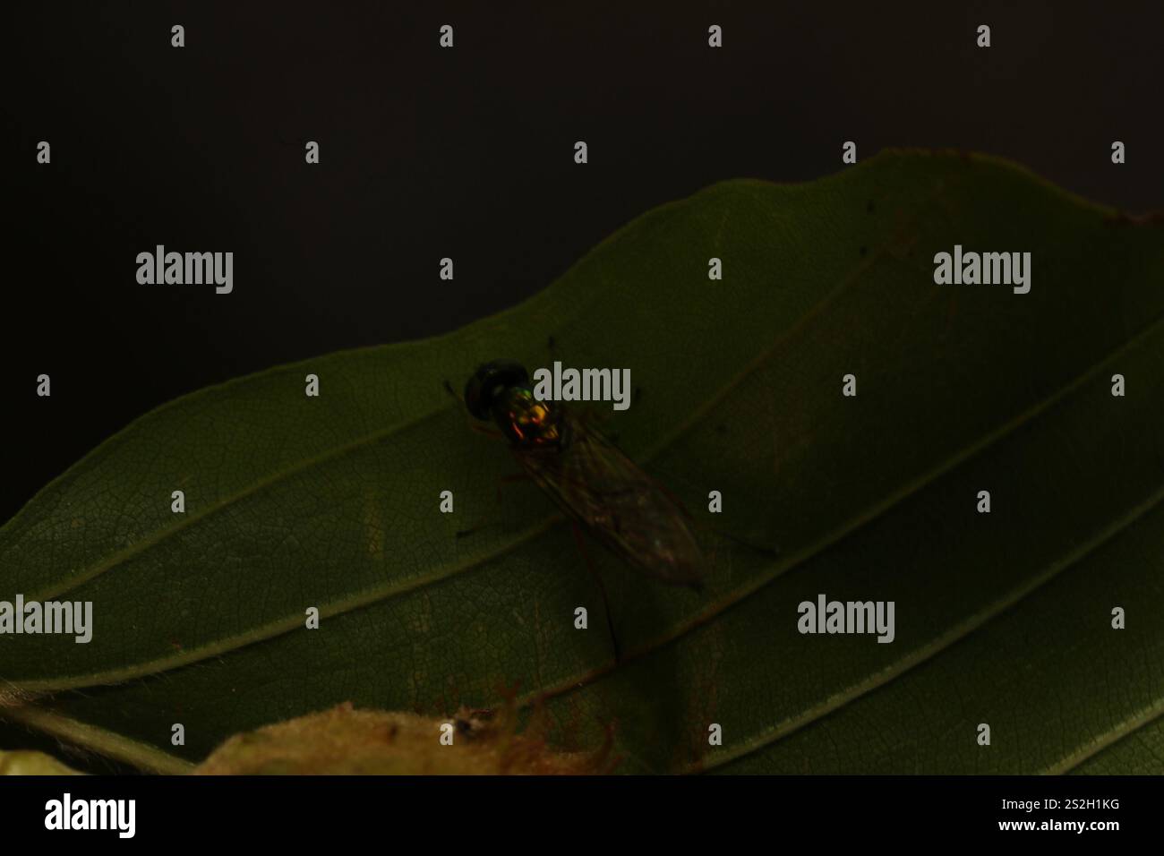 Twin-Spot Centurion Fly (Sargus bipunctatus Stock Photo - Alamy