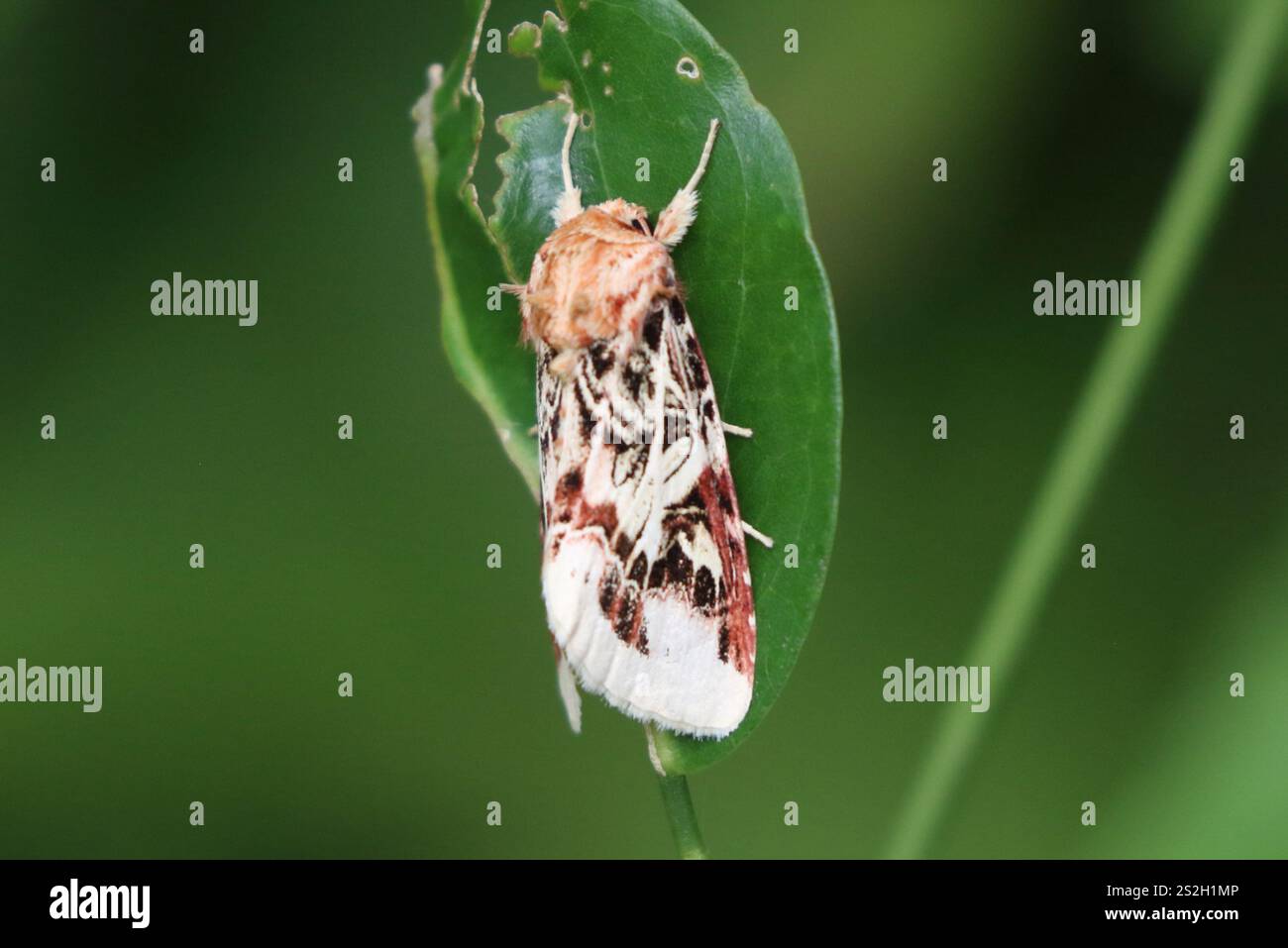 Lily Caterpillar Moth (Spodoptera picta Stock Photo - Alamy