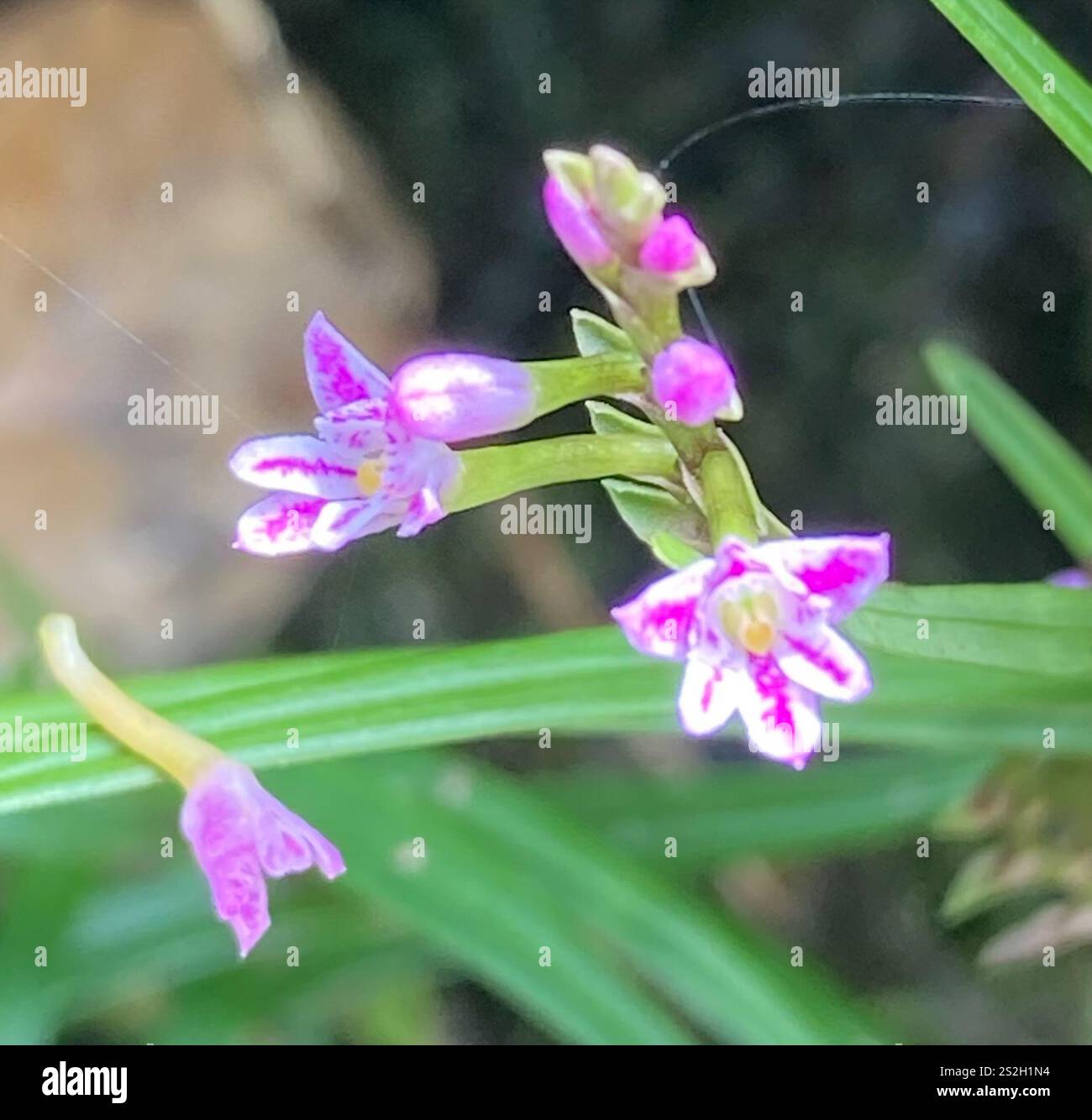 Fringed Epidendrum (Epidendrum fimbriatum Stock Photo - Alamy