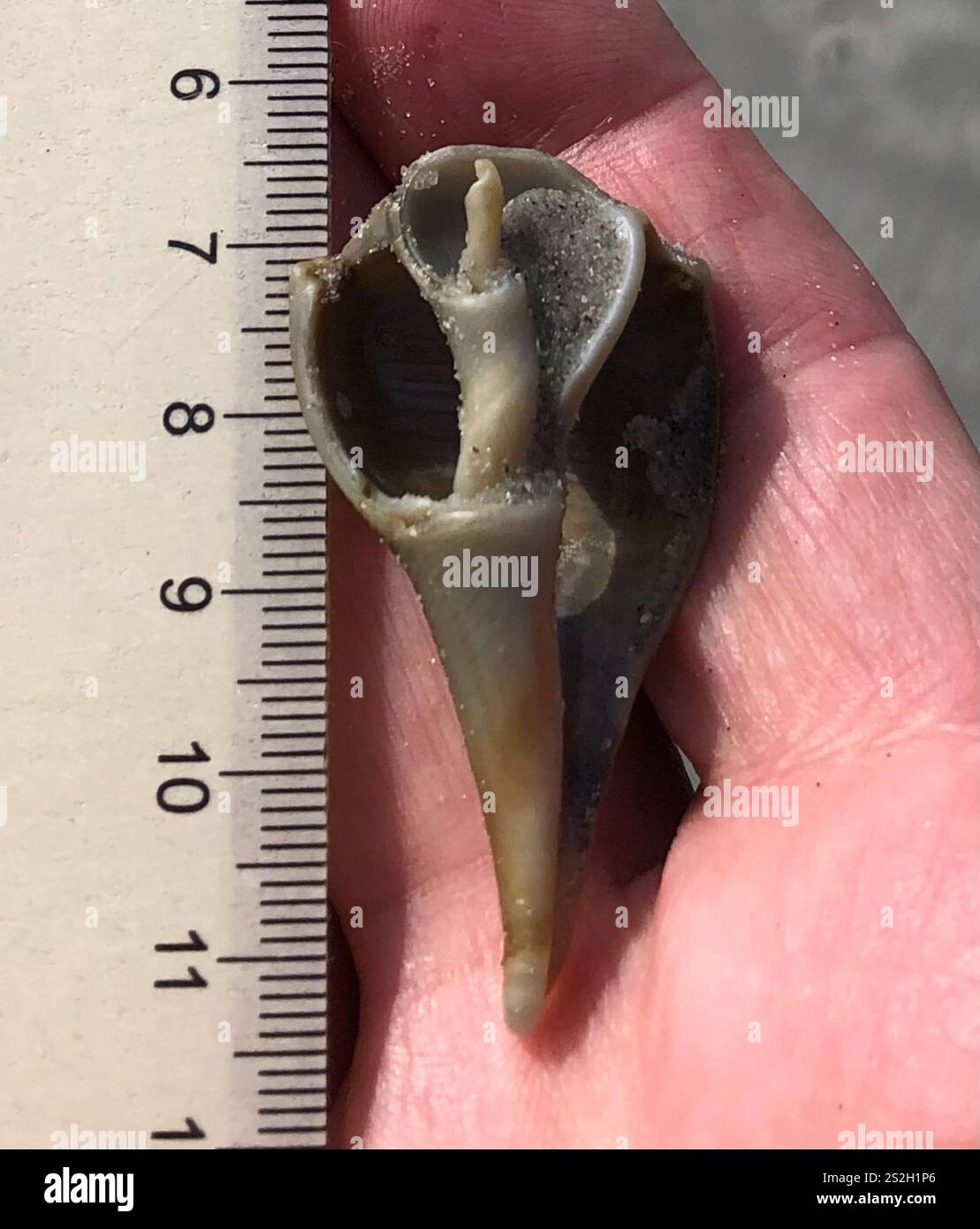 Knobbed Whelk (Busycon carica Stock Photo - Alamy