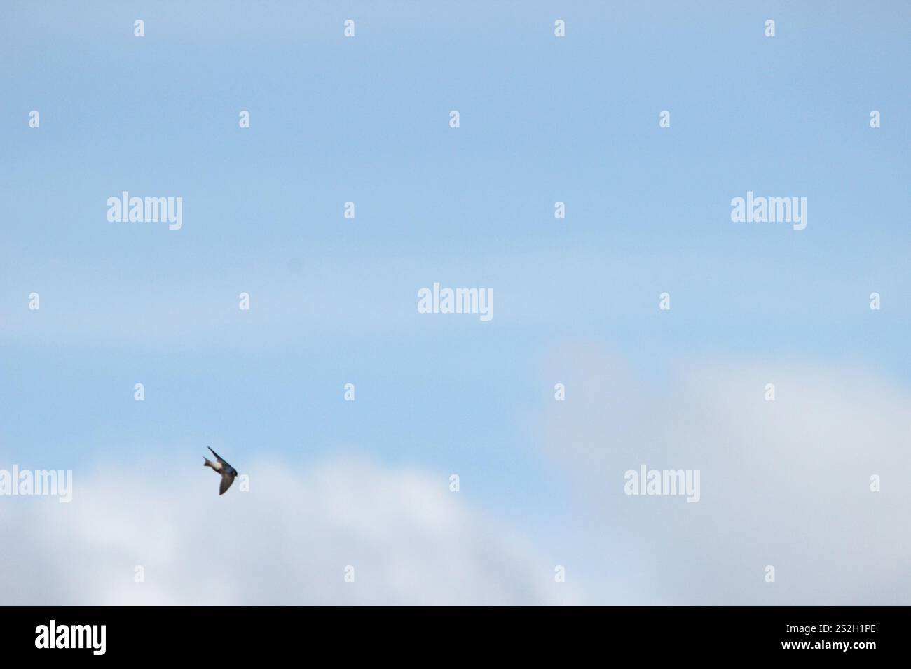 Tasmanian Tree Martin (Petrochelidon nigricans nigricans Stock Photo ...