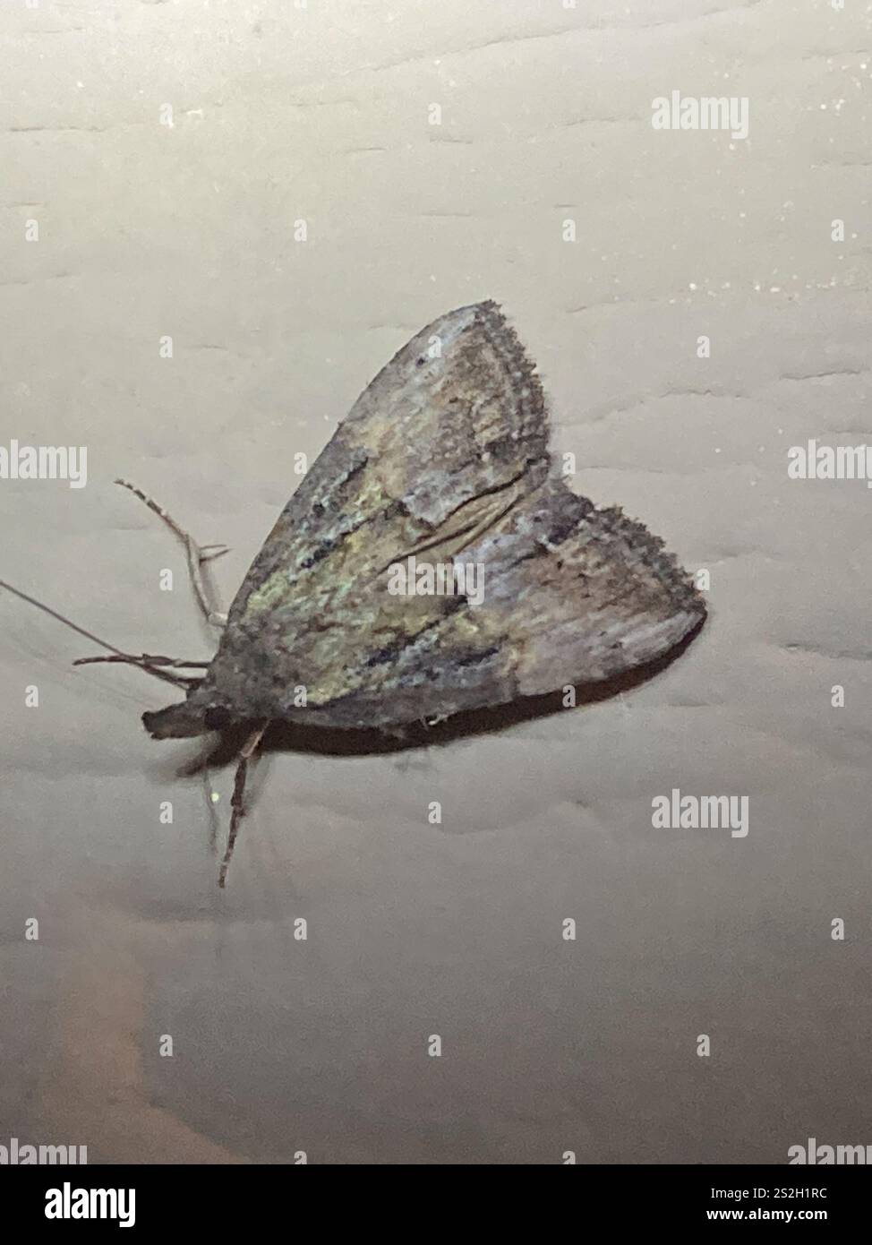 Green Cloverworm Moth (Hypena scabra Stock Photo - Alamy