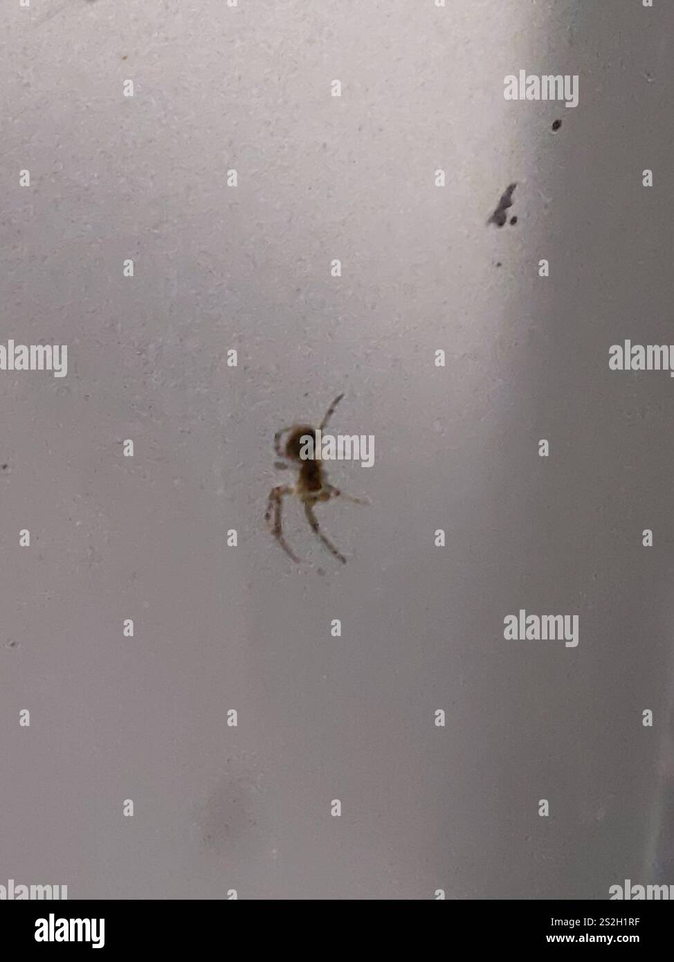 Silver-sided Sector Spider (Zygiella x-notata Stock Photo - Alamy