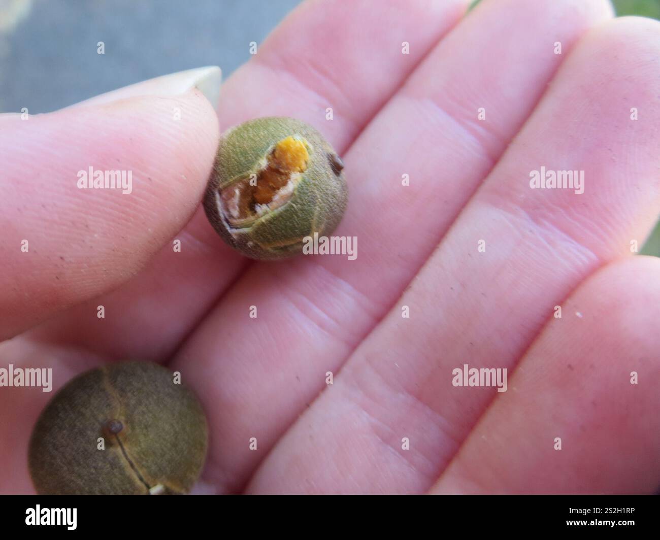 cherrybark oak (Quercus pagoda Stock Photo - Alamy