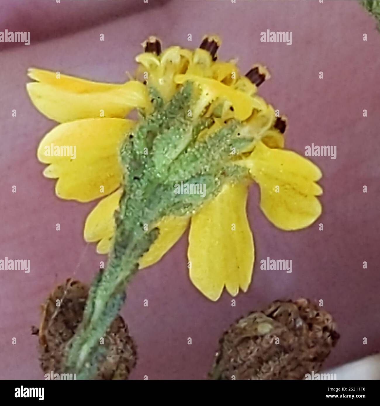 San Diego Tarweed (Deinandra paniculata Stock Photo - Alamy