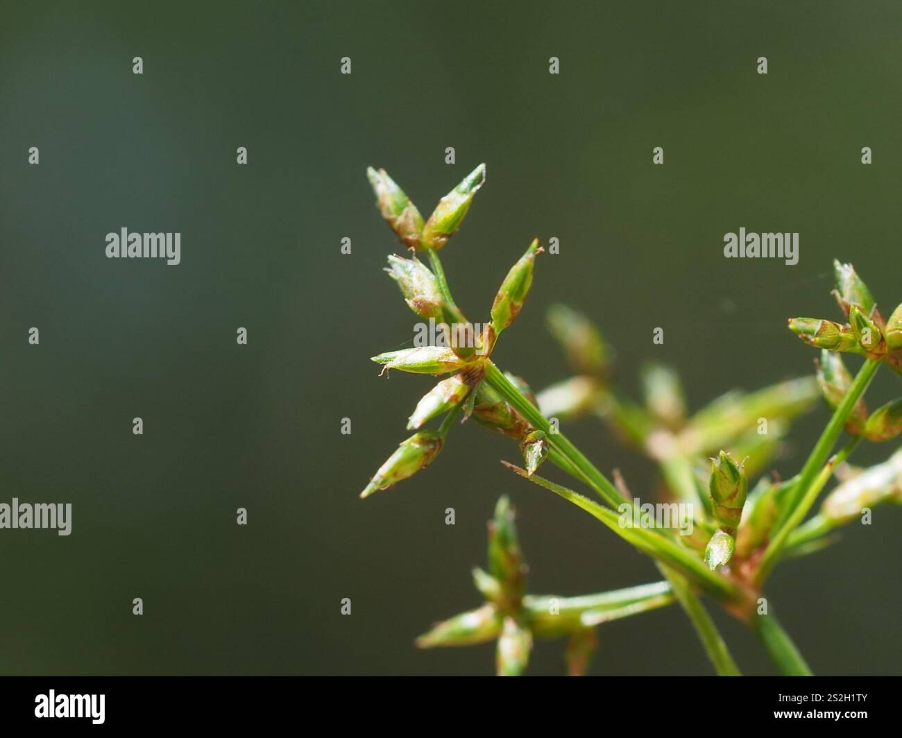 Dwarf Umbrella Grass (Cyperus diffusus Stock Photo - Alamy