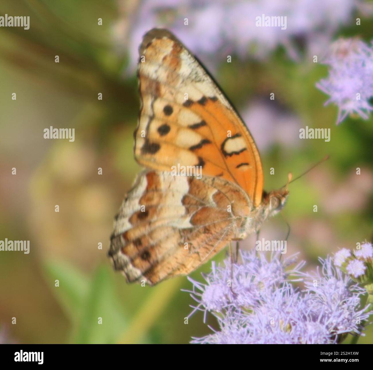 Variegated Fritillary (Euptoieta claudia Stock Photo - Alamy