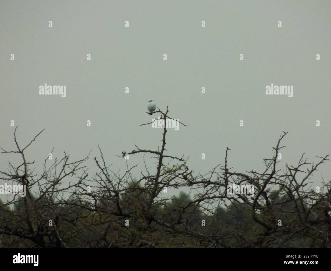 White Monjita (Xolmis irupero Stock Photo - Alamy