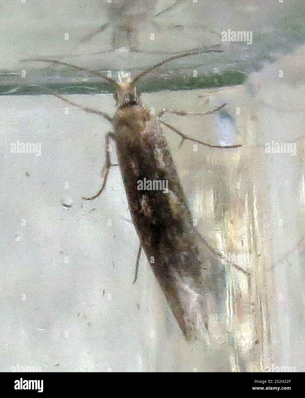 Diamondback Moth (Plutella xylostella Stock Photo - Alamy