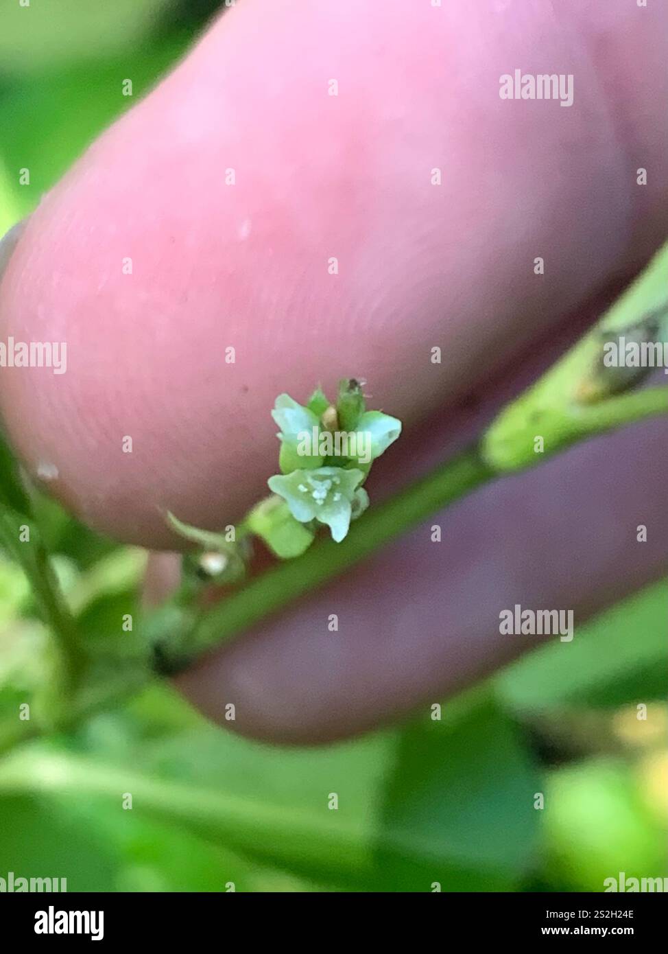 knotweed family (Polygonaceae Stock Photo - Alamy
