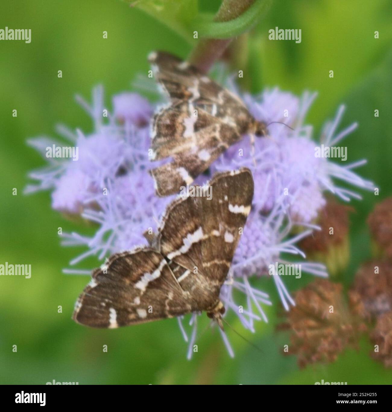 Spotted Beet Webworm Moth (Hymenia perspectalis Stock Photo - Alamy