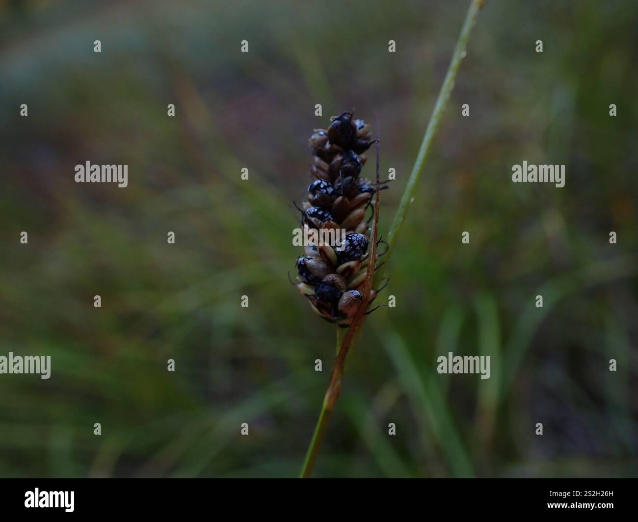 Tall Bog-sedge (Carex magellanica Stock Photo - Alamy