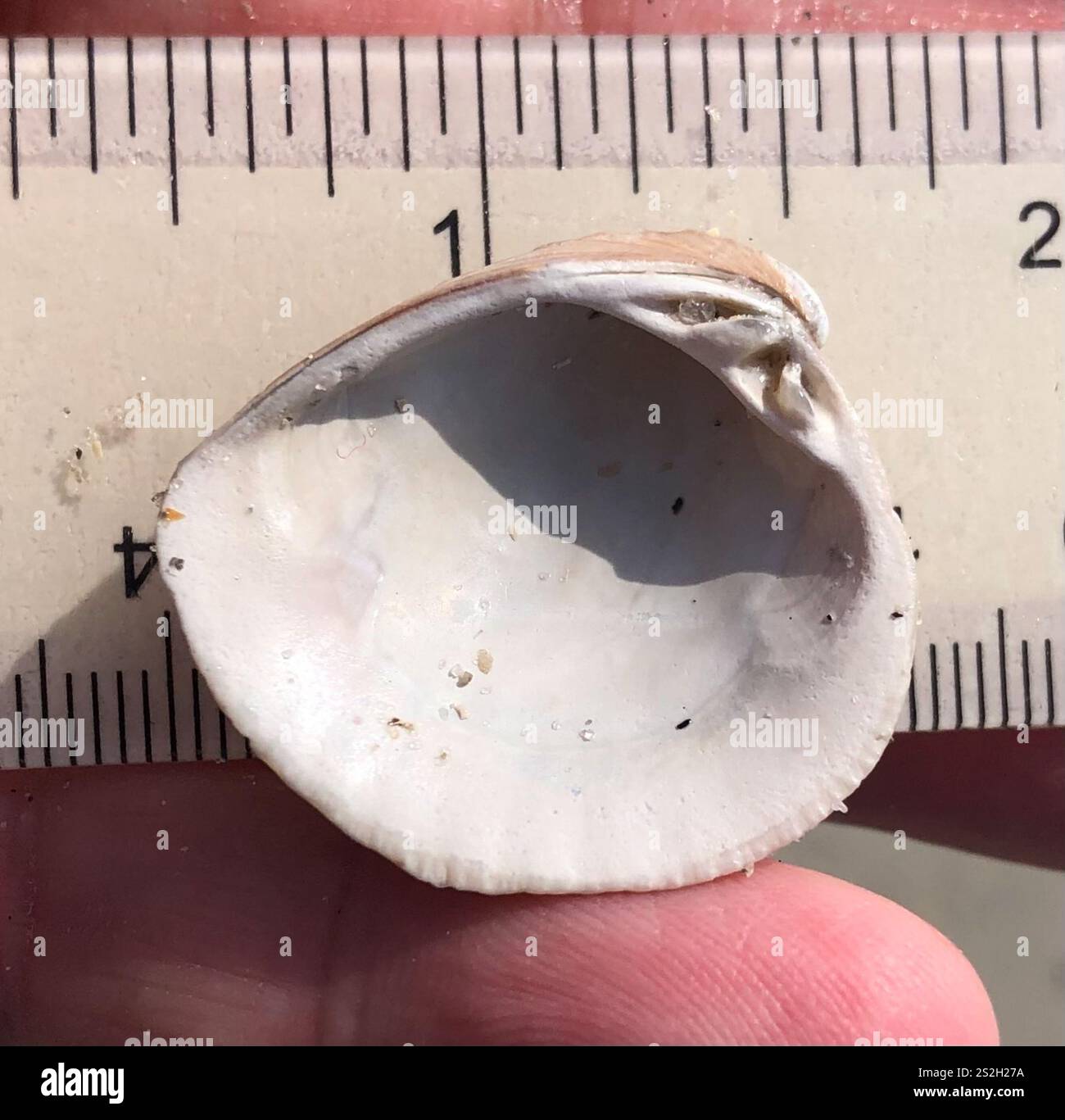 Cross-barred Venus (Chione elevata Stock Photo - Alamy