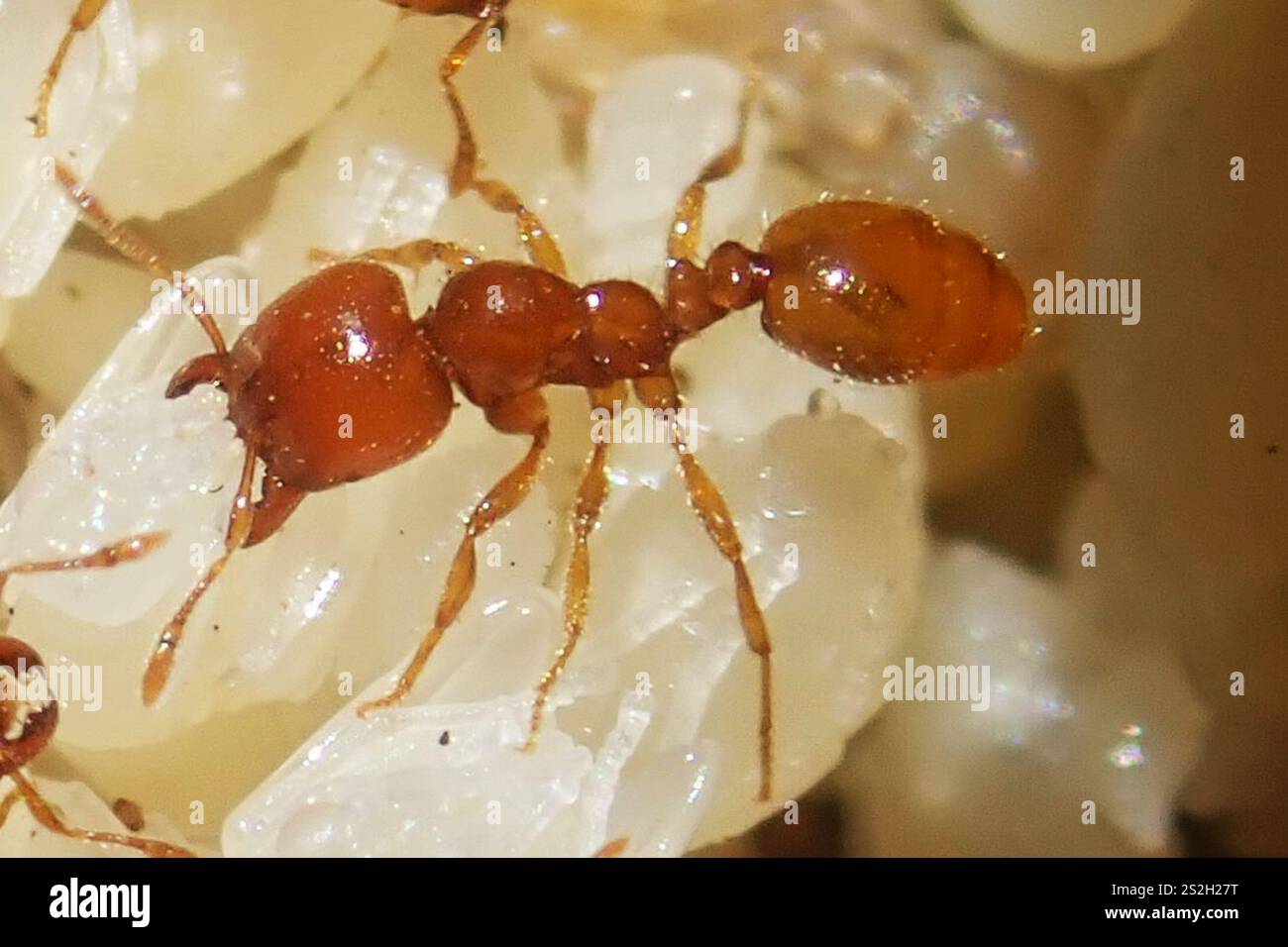 Yellow Fire Ant (Solenopsis punctaticeps Stock Photo - Alamy