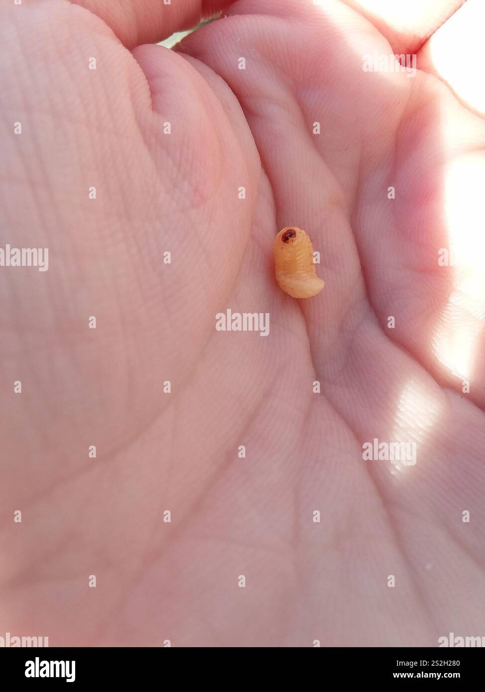 Nut and Acorn Weevils (Curculio Stock Photo - Alamy