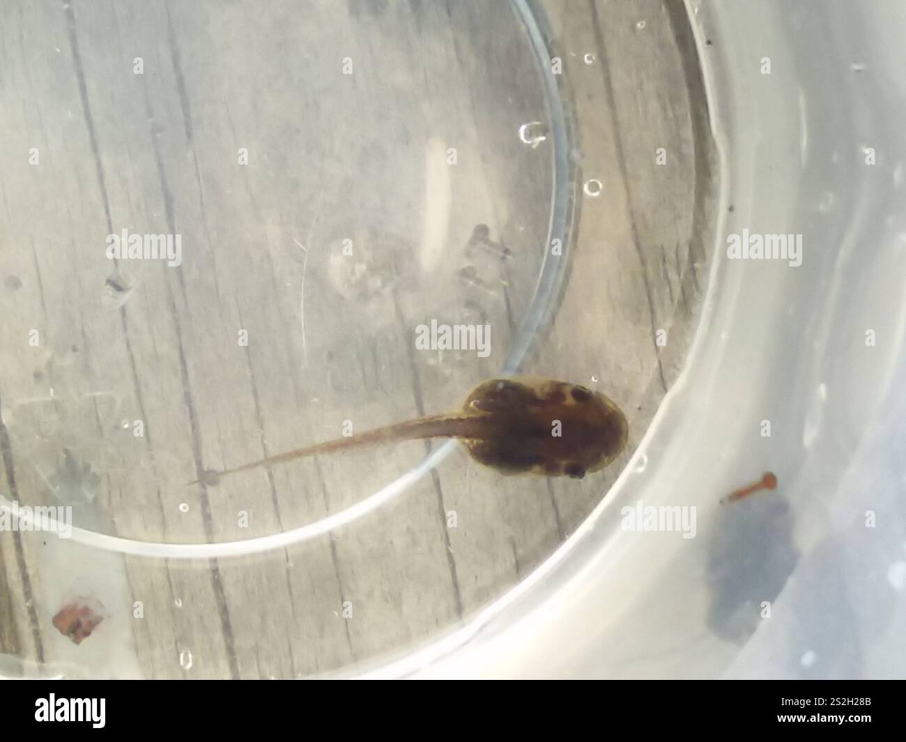 Tree Frogs and Allies (Hylidae Stock Photo - Alamy