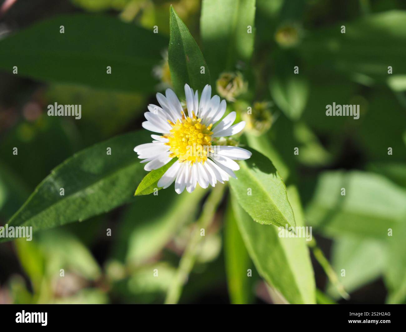 panicled aster (Symphyotrichum lanceolatum Stock Photo - Alamy