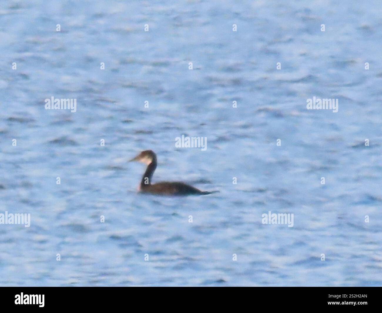 Red-necked Grebe (Podiceps grisegena Stock Photo - Alamy