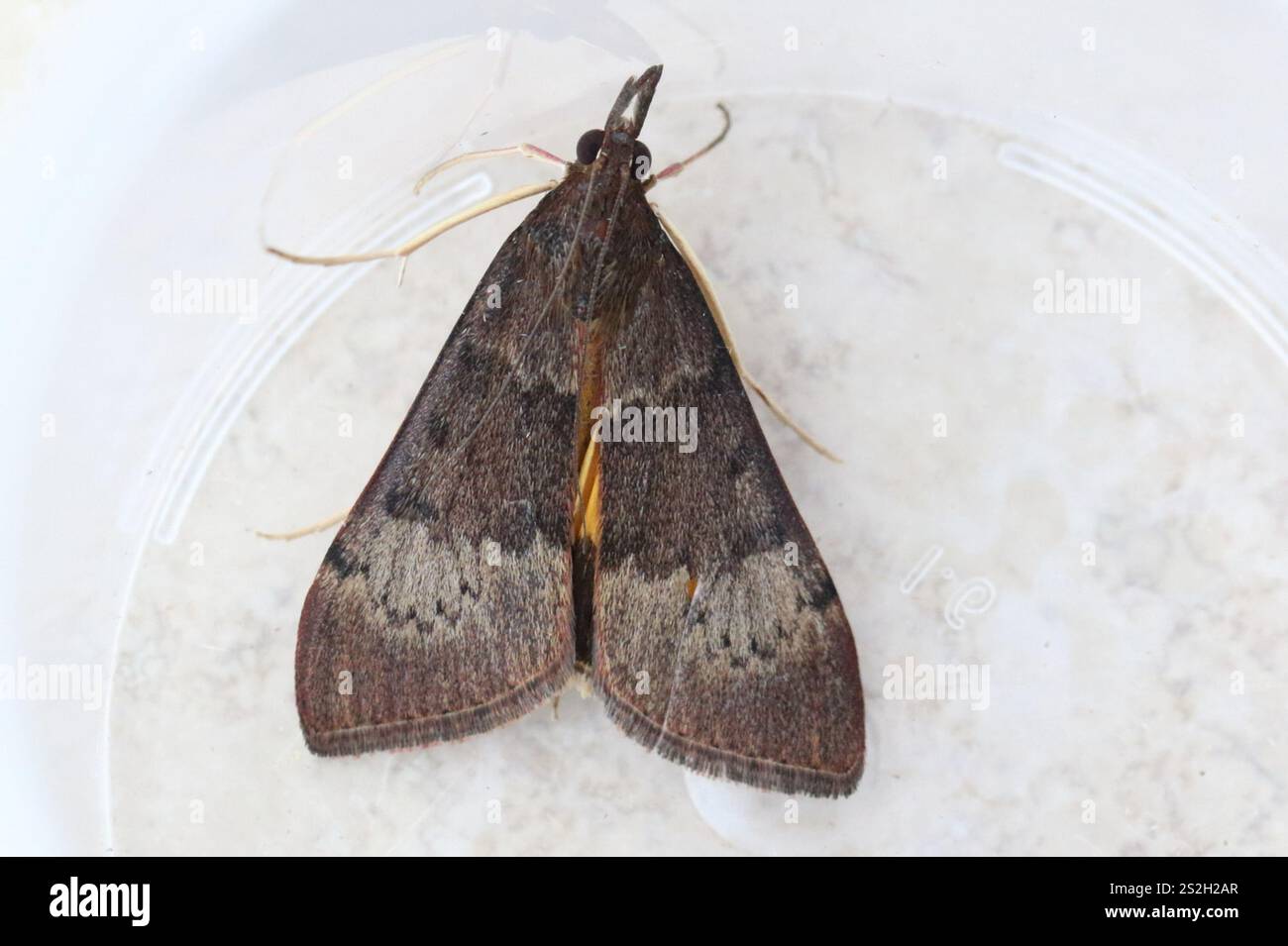 Tree Lucerne Moth (Uresiphita ornithopteralis Stock Photo - Alamy